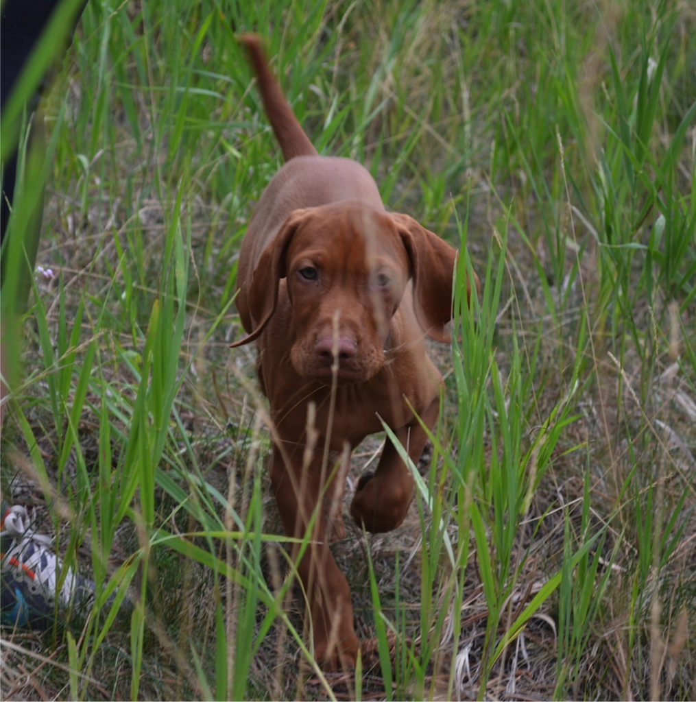 Boulder Vizslas – Colorado Vizsla breeder of Champion Vizslas and ...